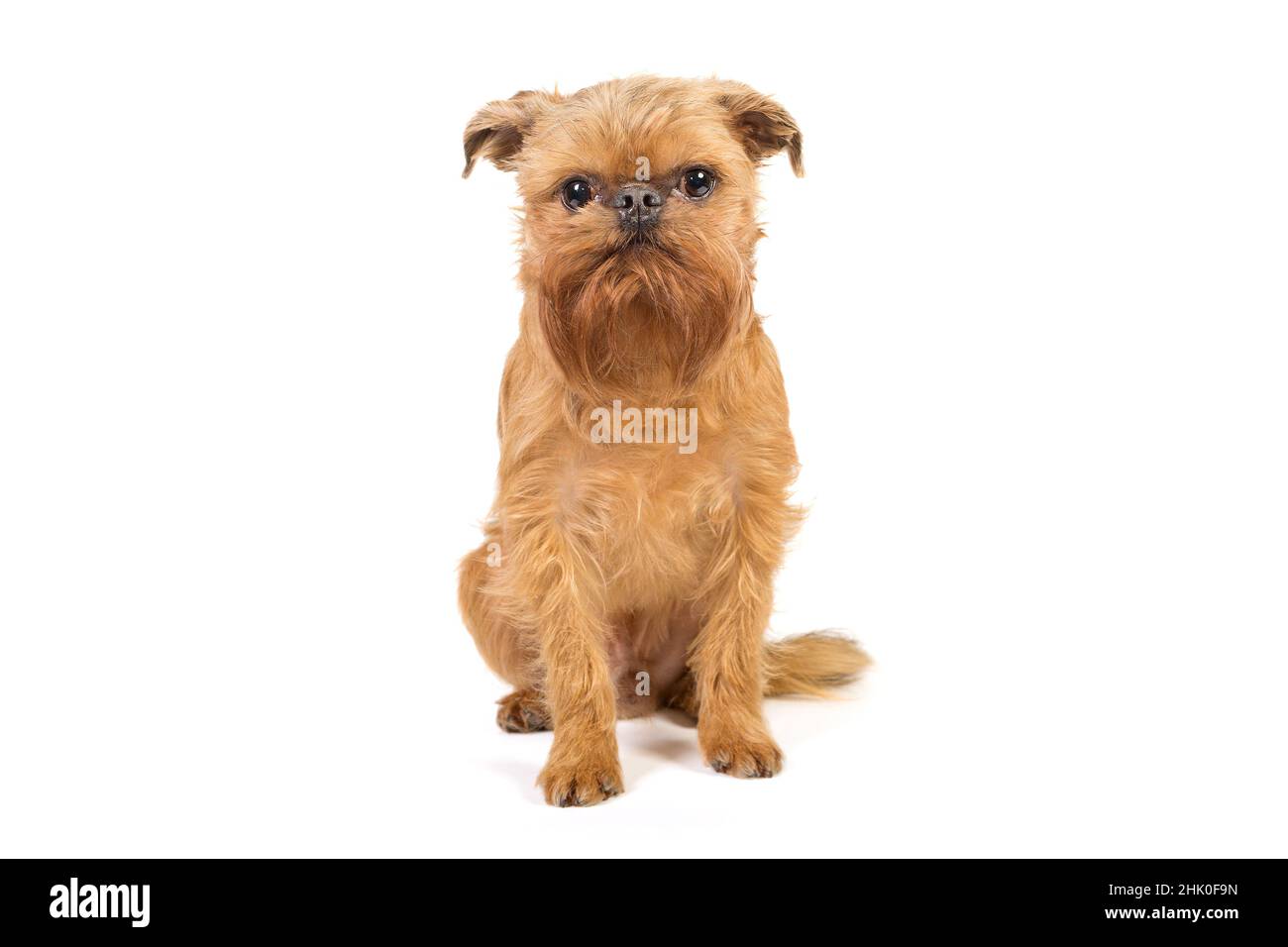 Red puppy of the Brussels Griffon, isolated on a white background Stock ...