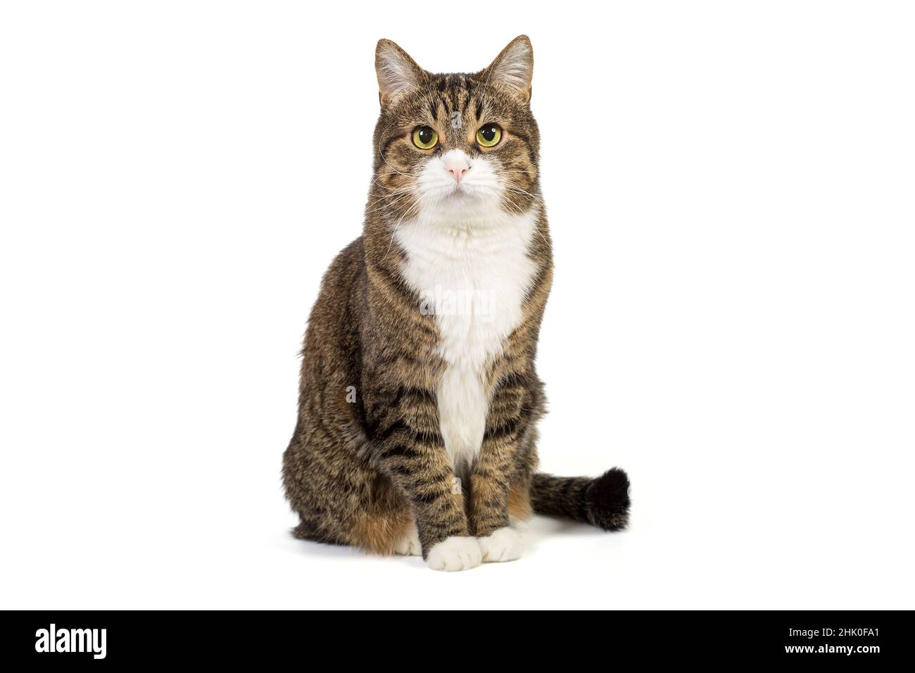 Large and serious grey cat, isolated on a white background Stock Photo ...
