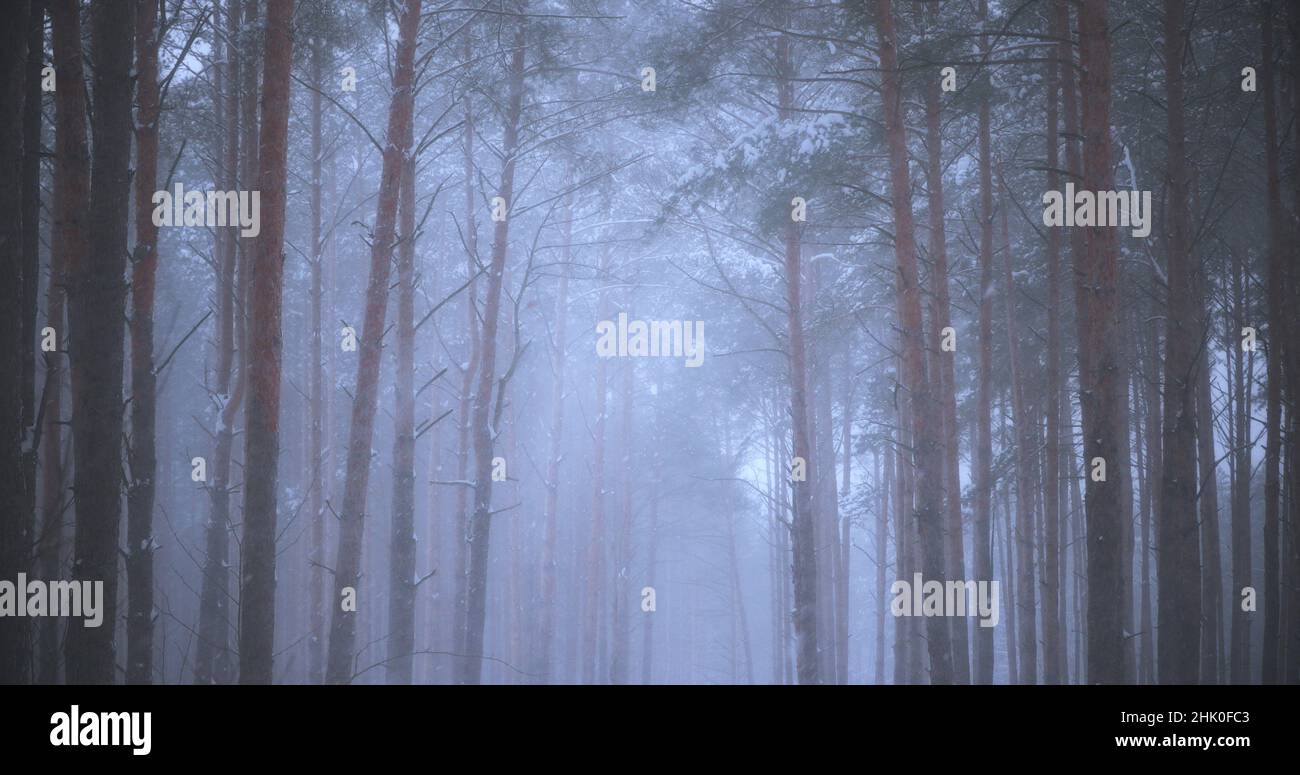 Scary winter scene hi-res stock photography and images - Alamy