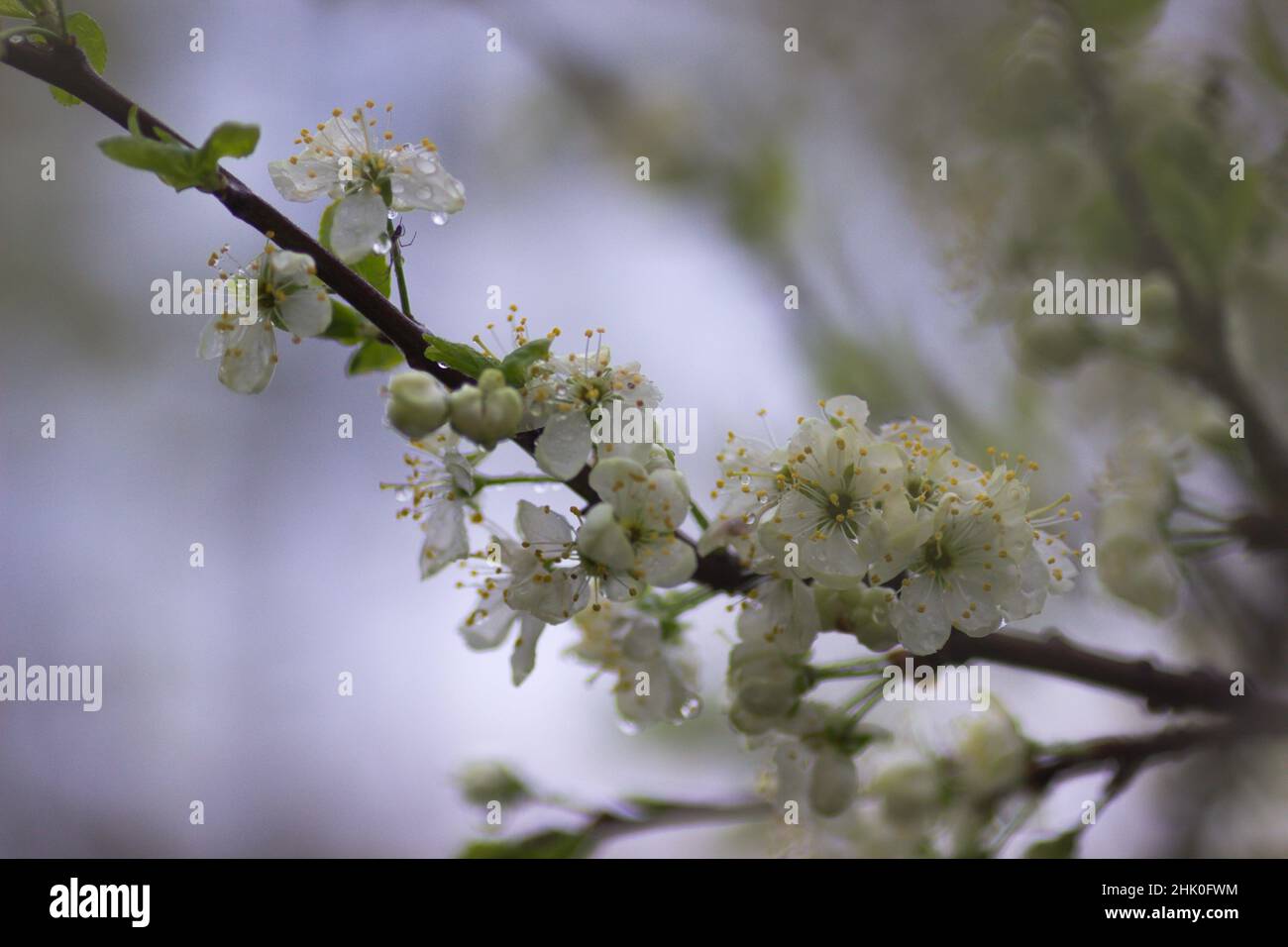 Blooming plum tree. White spring plum flowers Stock Photo - Alamy