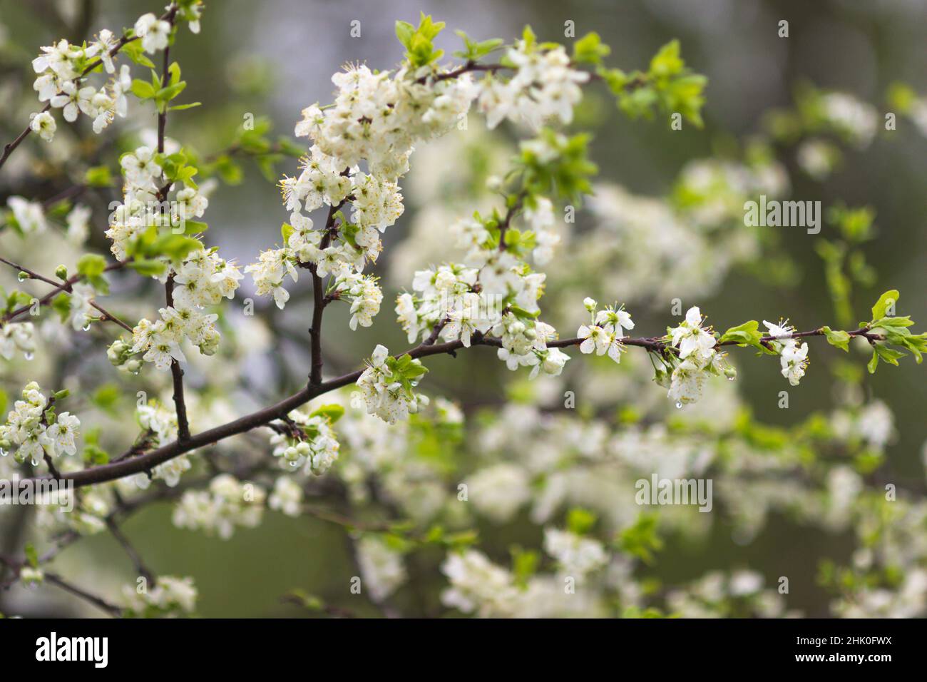Blooming plum tree. White spring plum flowers Stock Photo - Alamy