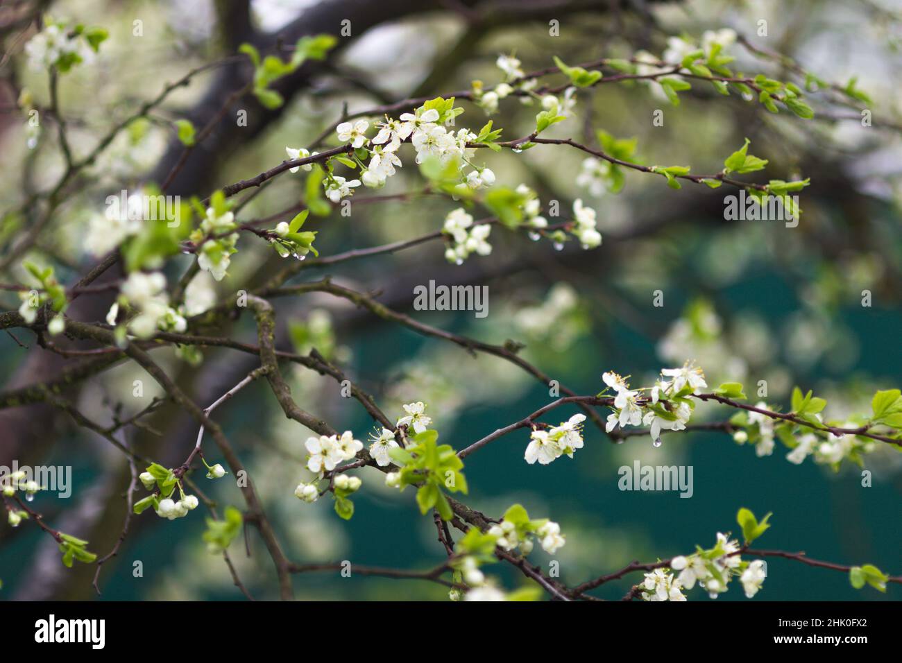 Blooming plum tree. White spring plum flowers Stock Photo - Alamy