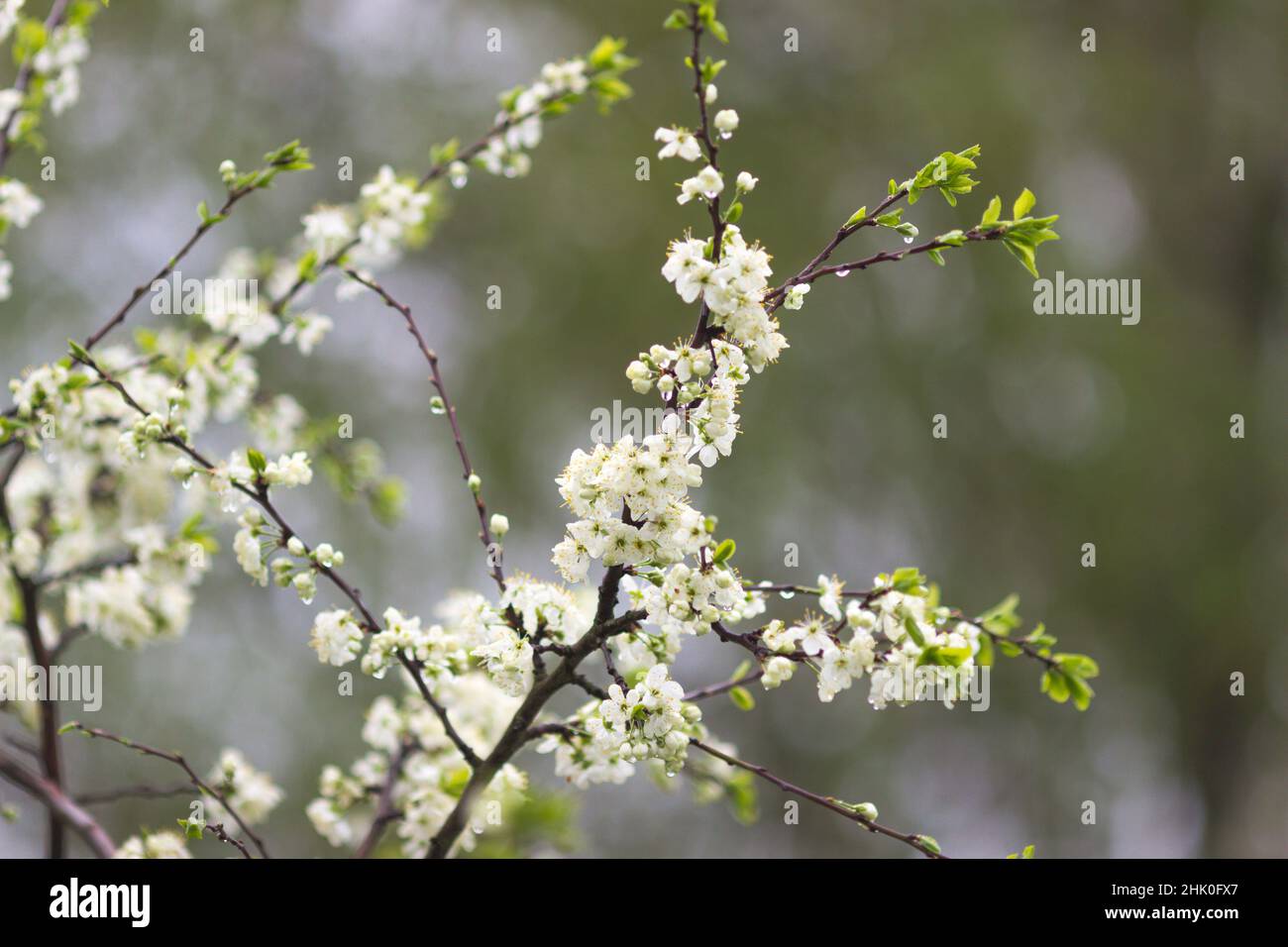 Flowering white plum tree hi-res stock photography and images - Alamy
