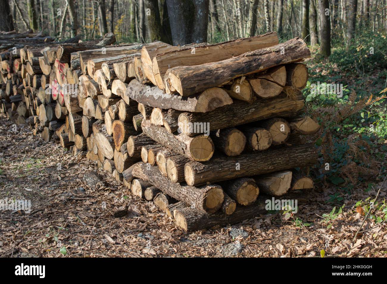 Hardwood forest floor hi-res stock photography and images - Alamy