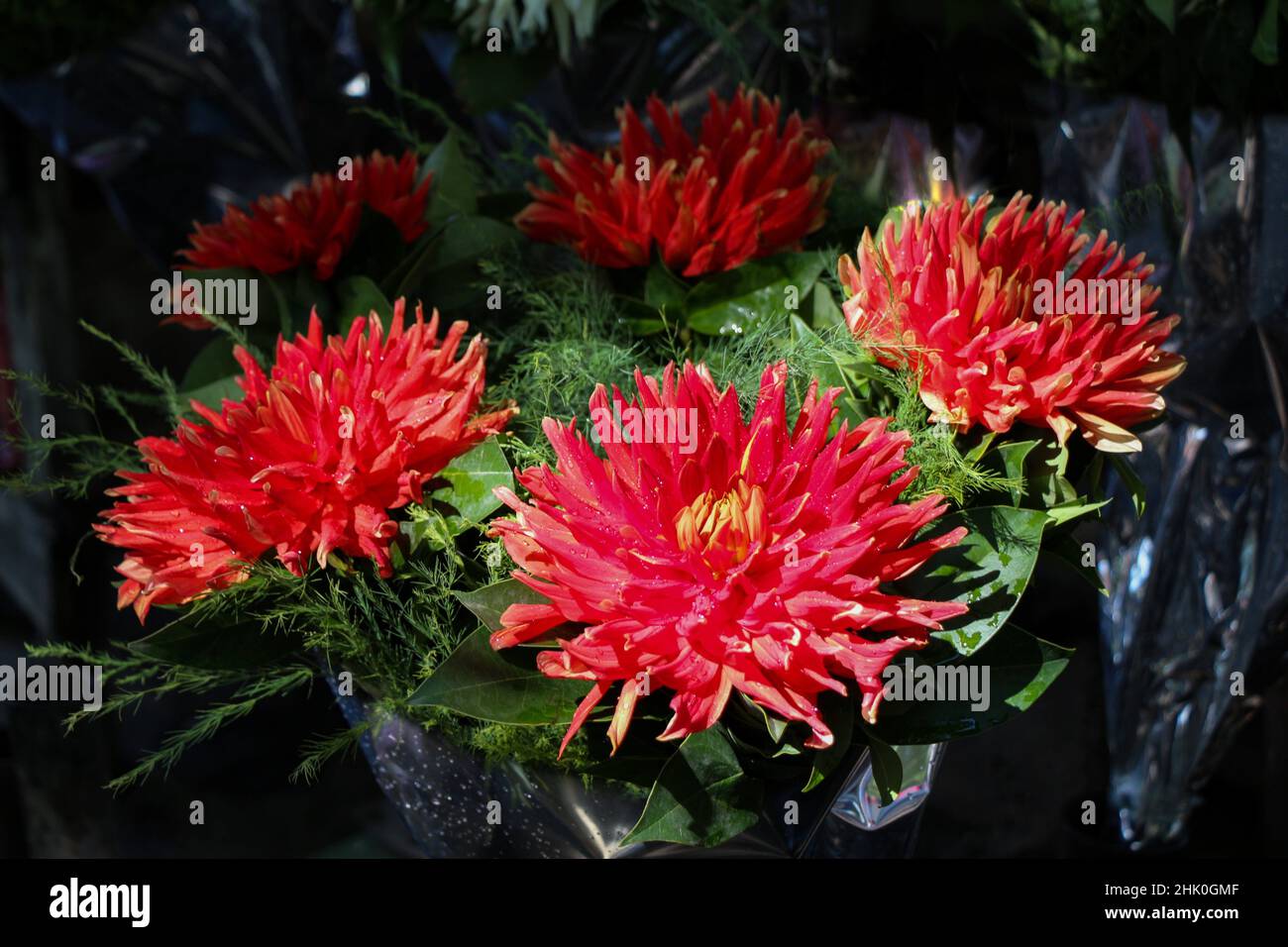 Red flower brazilian plant hi-res stock photography and images - Alamy