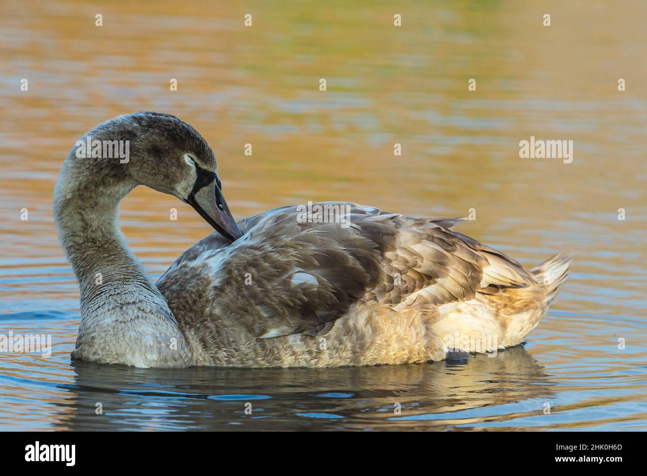 Webbed feet cygnus olor hi-res stock photography and images - Alamy