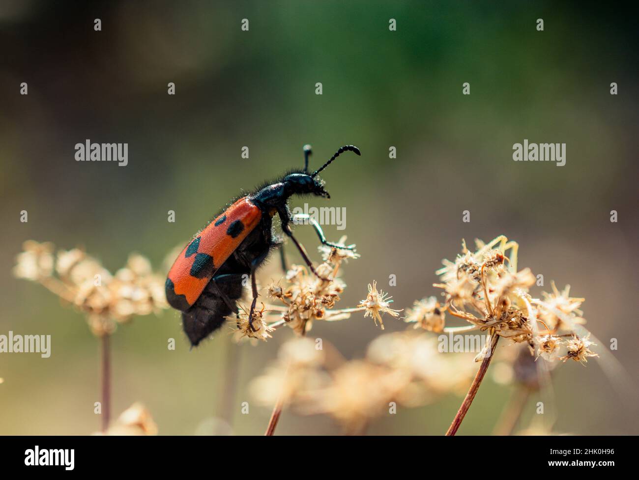 Pollination animal insect feeding hi-res stock photography and images ...