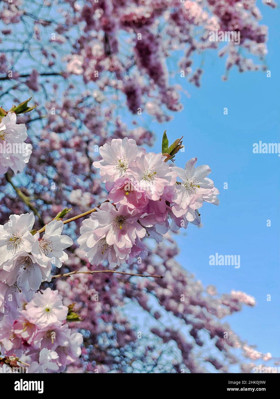 Vertical photo of Sakura tree flower full bloom Stock Photo - Alamy