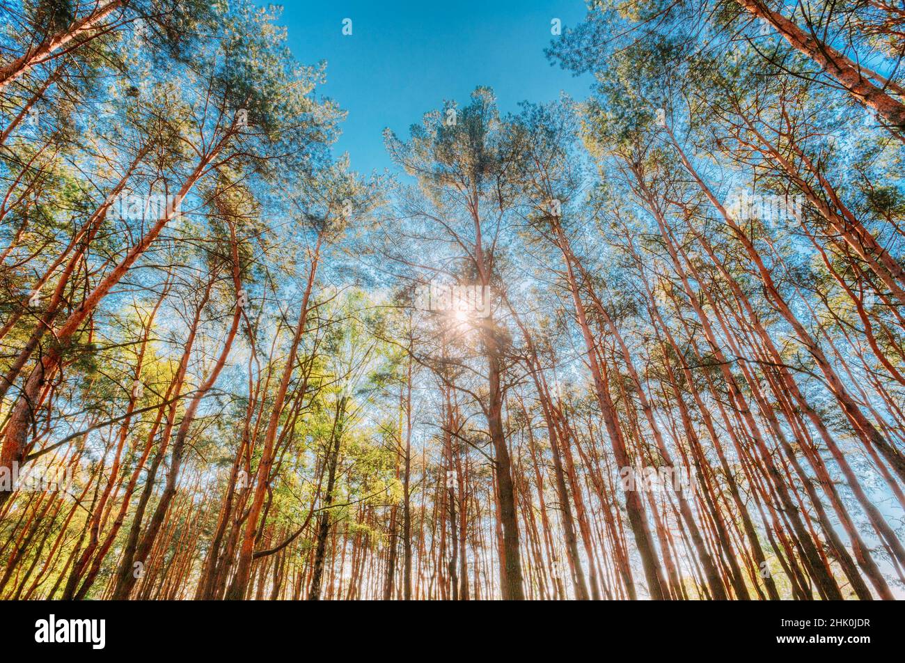 Tall pine hi-res stock photography and images - Alamy