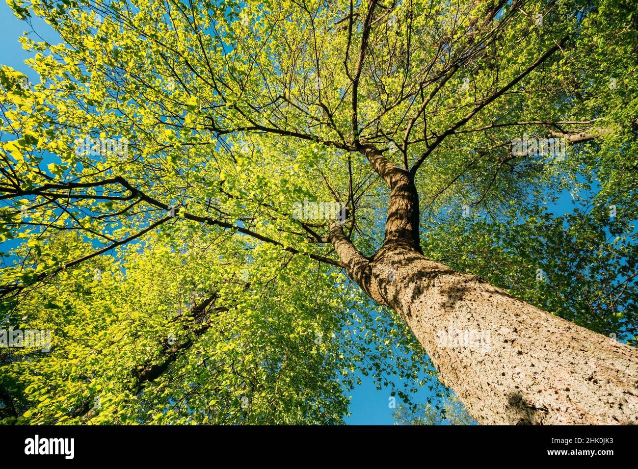 Tree Canopy From Below High Resolution Stock Photography and Images - Alamy