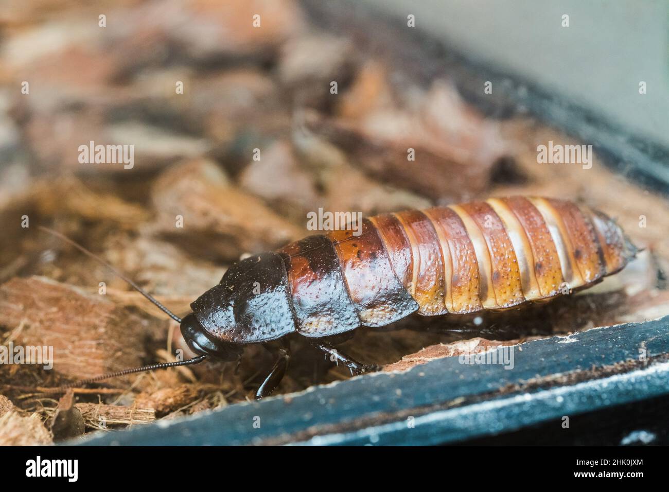 The Madagascar Hissing Cockroach Or Gromphadorhina Portentosa, Aka The ...