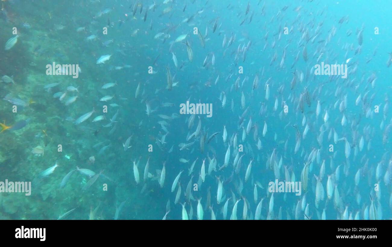 Life's way more vibrant in the deep blue ocean Stock Photo - Alamy