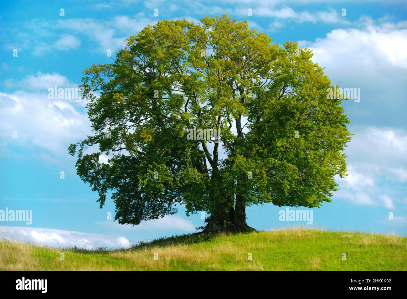 Beautiful beech tree hi-res stock photography and images - Alamy