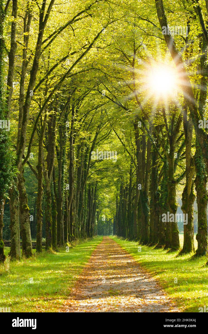 Tree vanishing point hi-res stock photography and images - Alamy