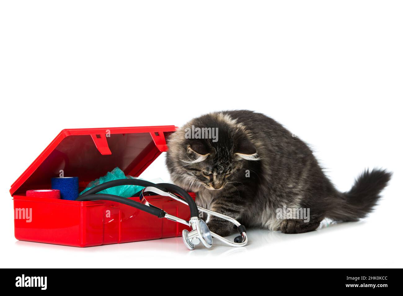 Tabby cat with first aid kit isolated on white Stock Photo - Alamy