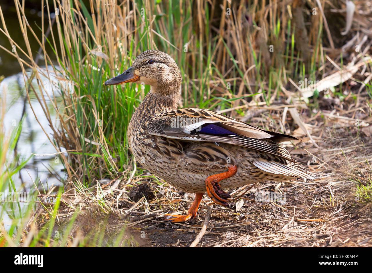 Adult female ducks in the grass by the pond. Photo of wild nature Stock ...