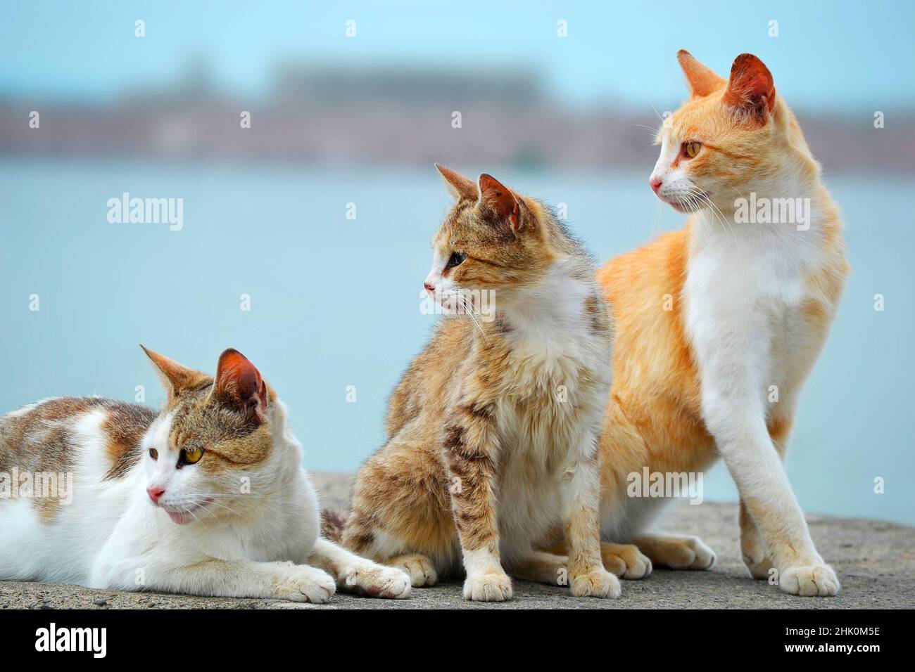 Same something hi-res stock photography and images - Alamy