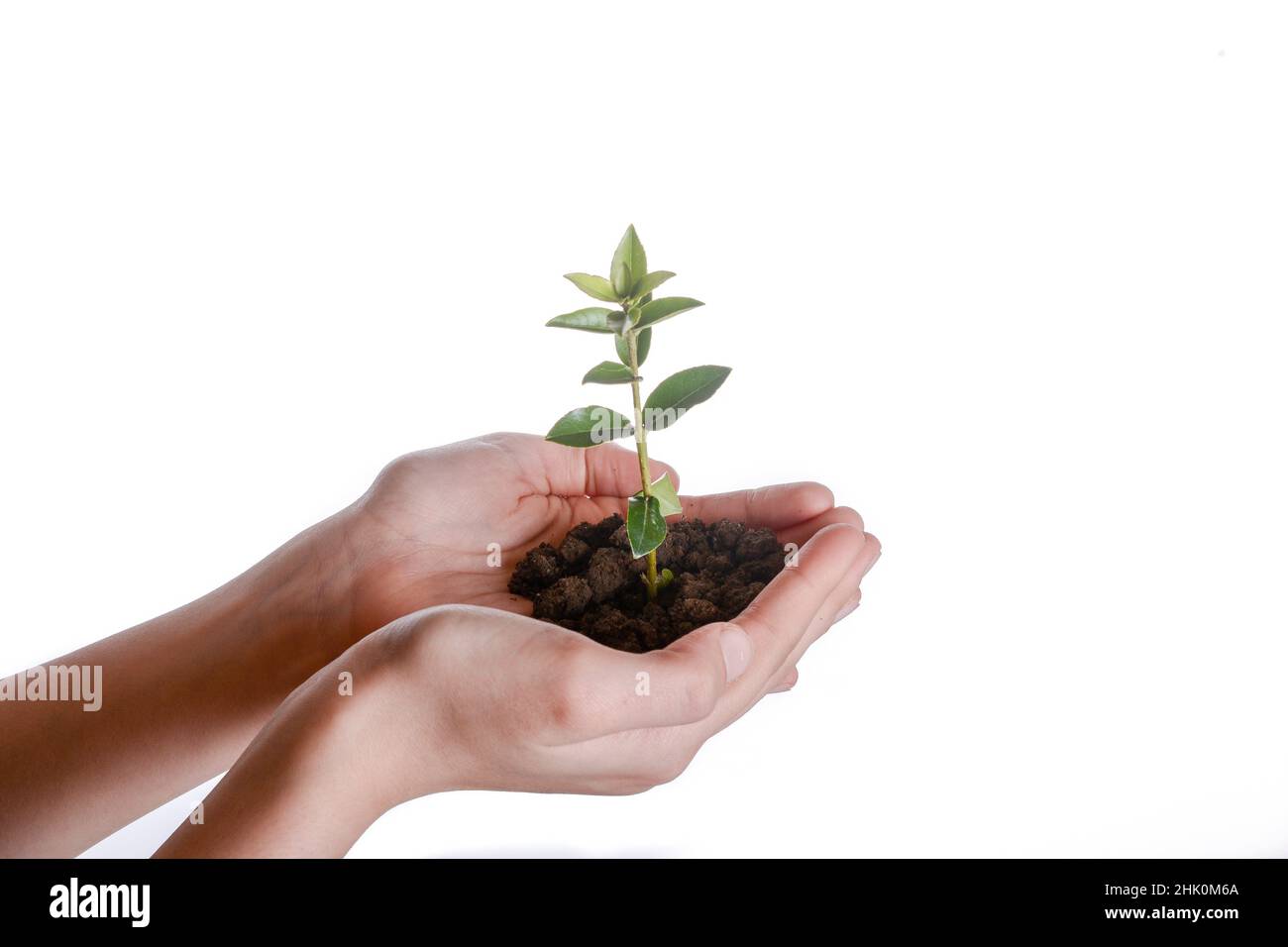 Hand with tree seedling hi-res stock photography and images - Alamy
