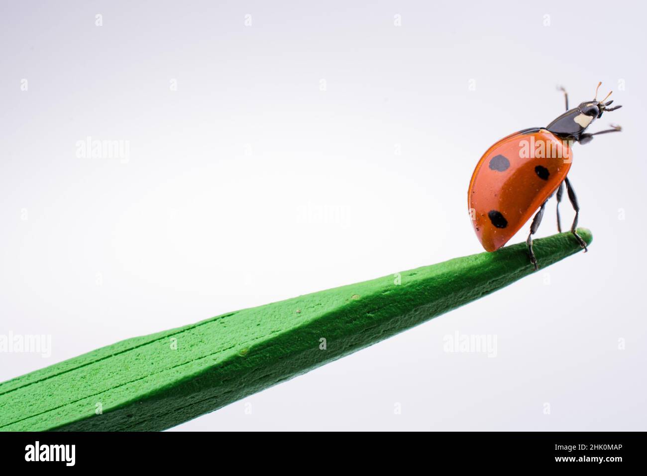 Beautiful photo of red ladybug walking on a wooden stick Stock Photo ...