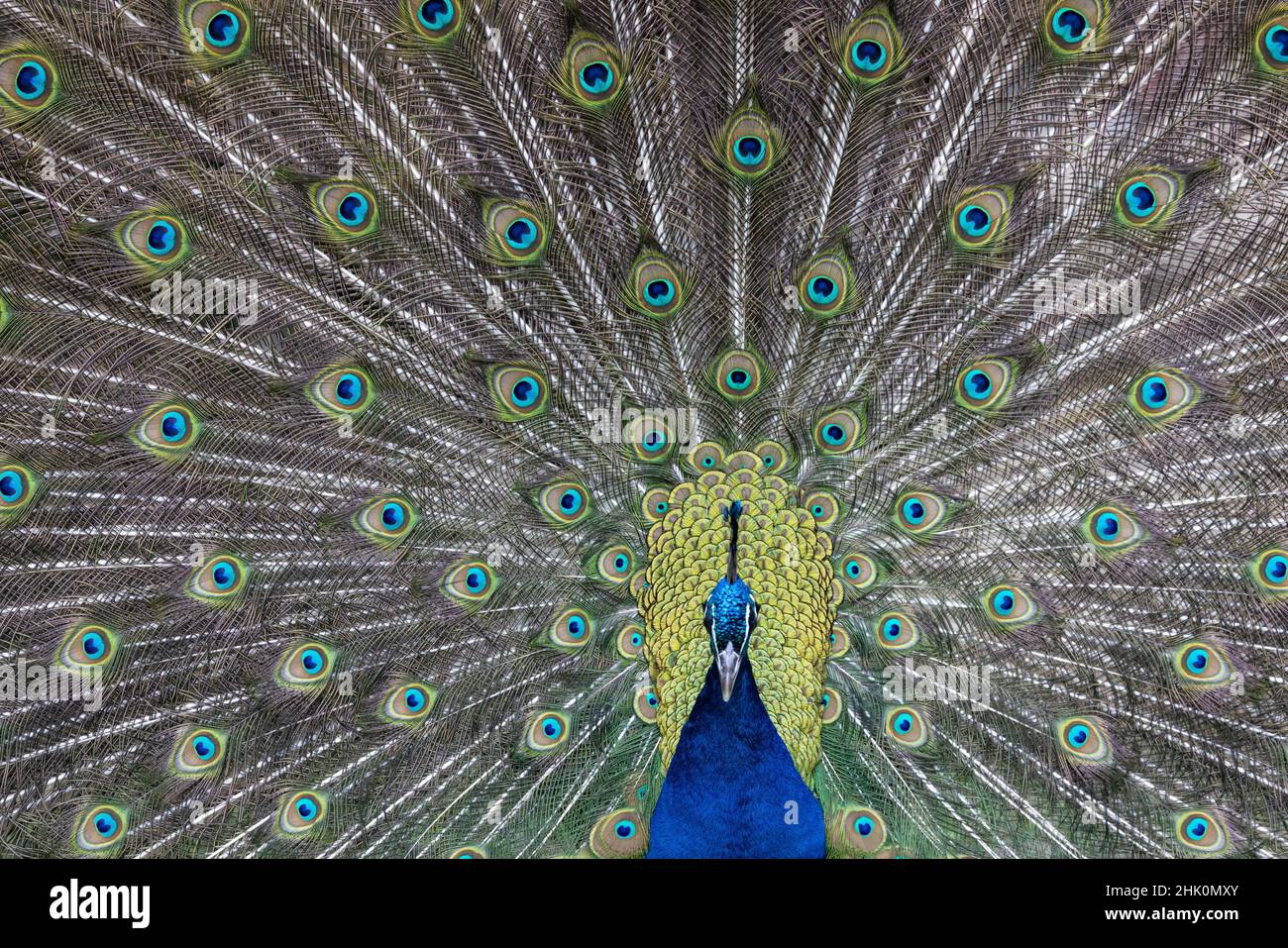 Beauty of peacock hi-res stock photography and images - Alamy