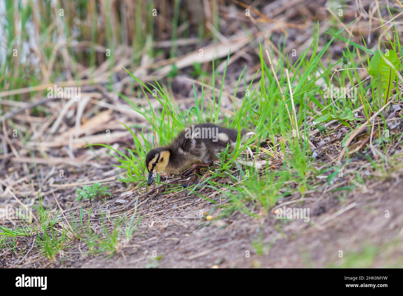 A mallard duck cub goes in the grass by the pond. Photo of wild nature ...