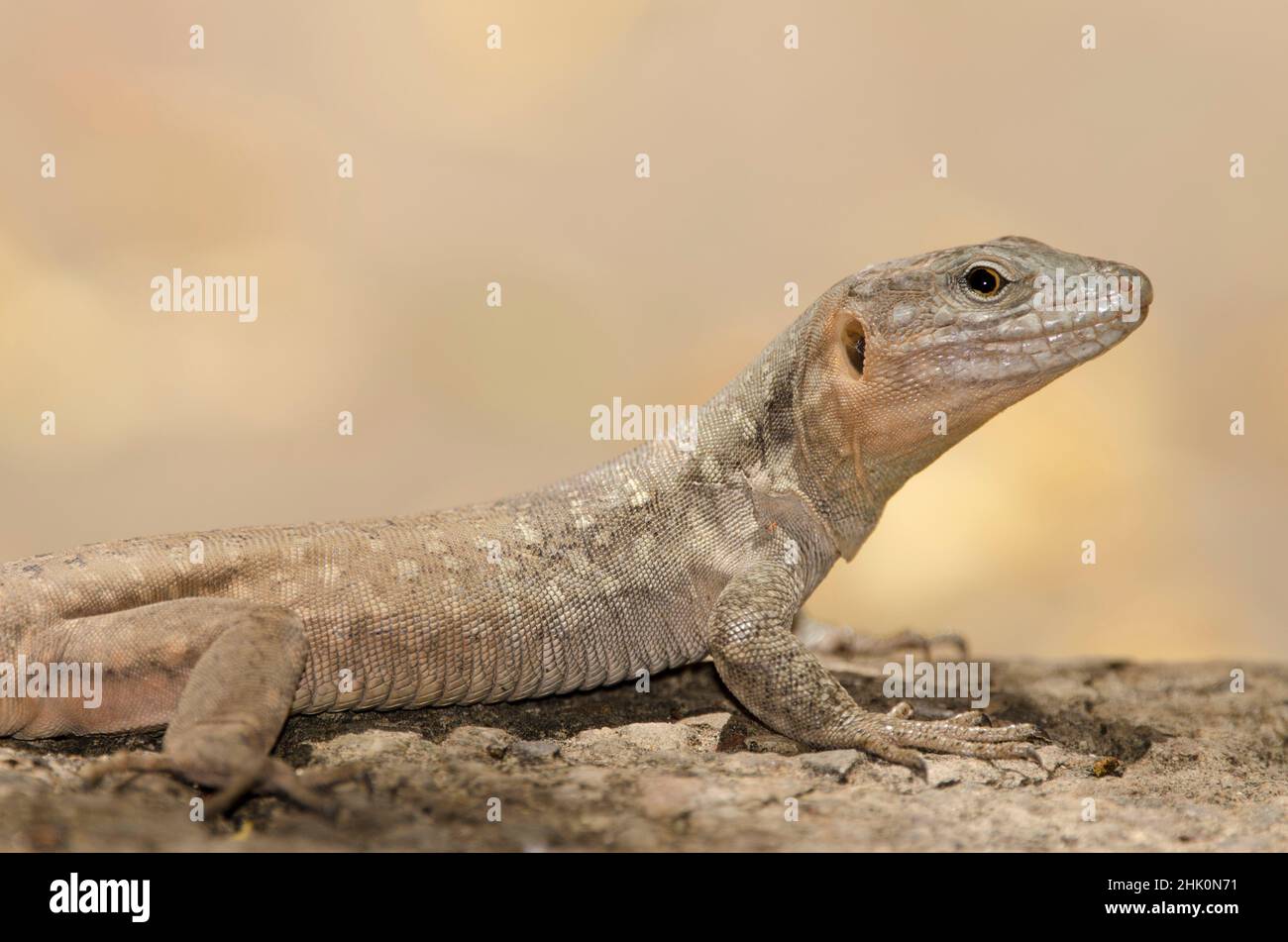 Gran Canaria Lizard Gallotia Stehlini High Resolution Stock Photography ...