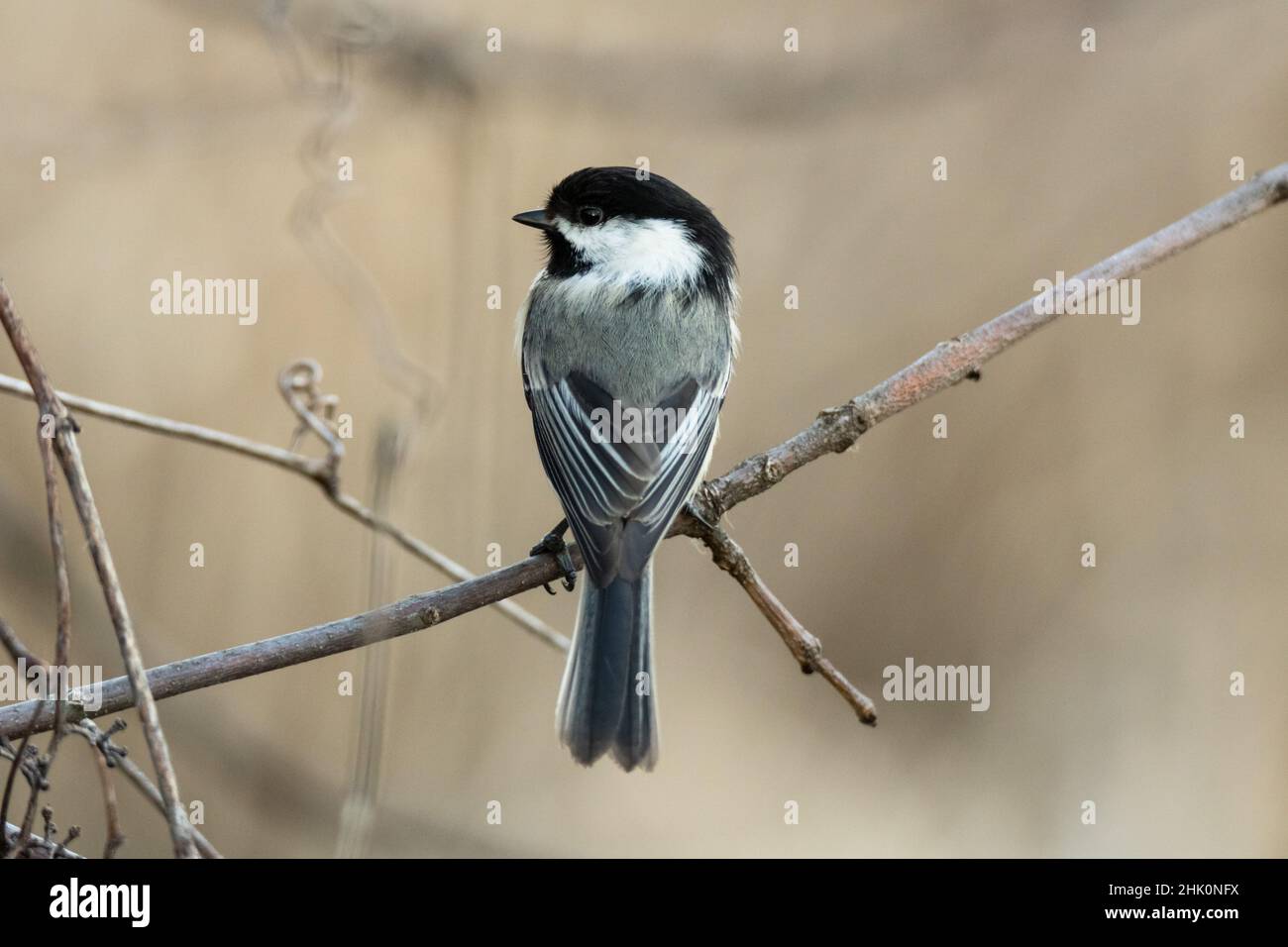 Black-capped chickadee perched on a tree branch Stock Photo - Alamy