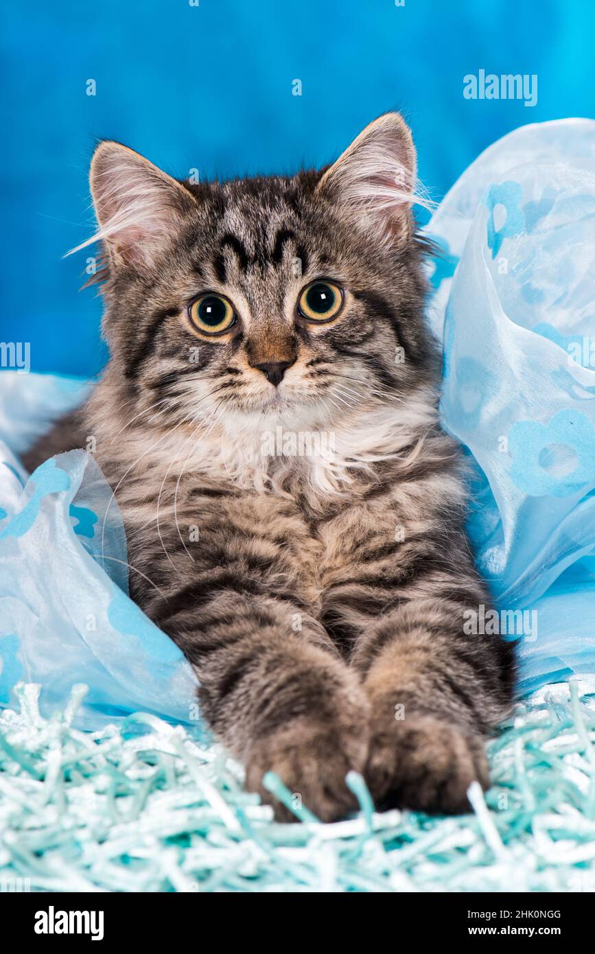 Cute tabby cat on a blue blanket Stock Photo - Alamy