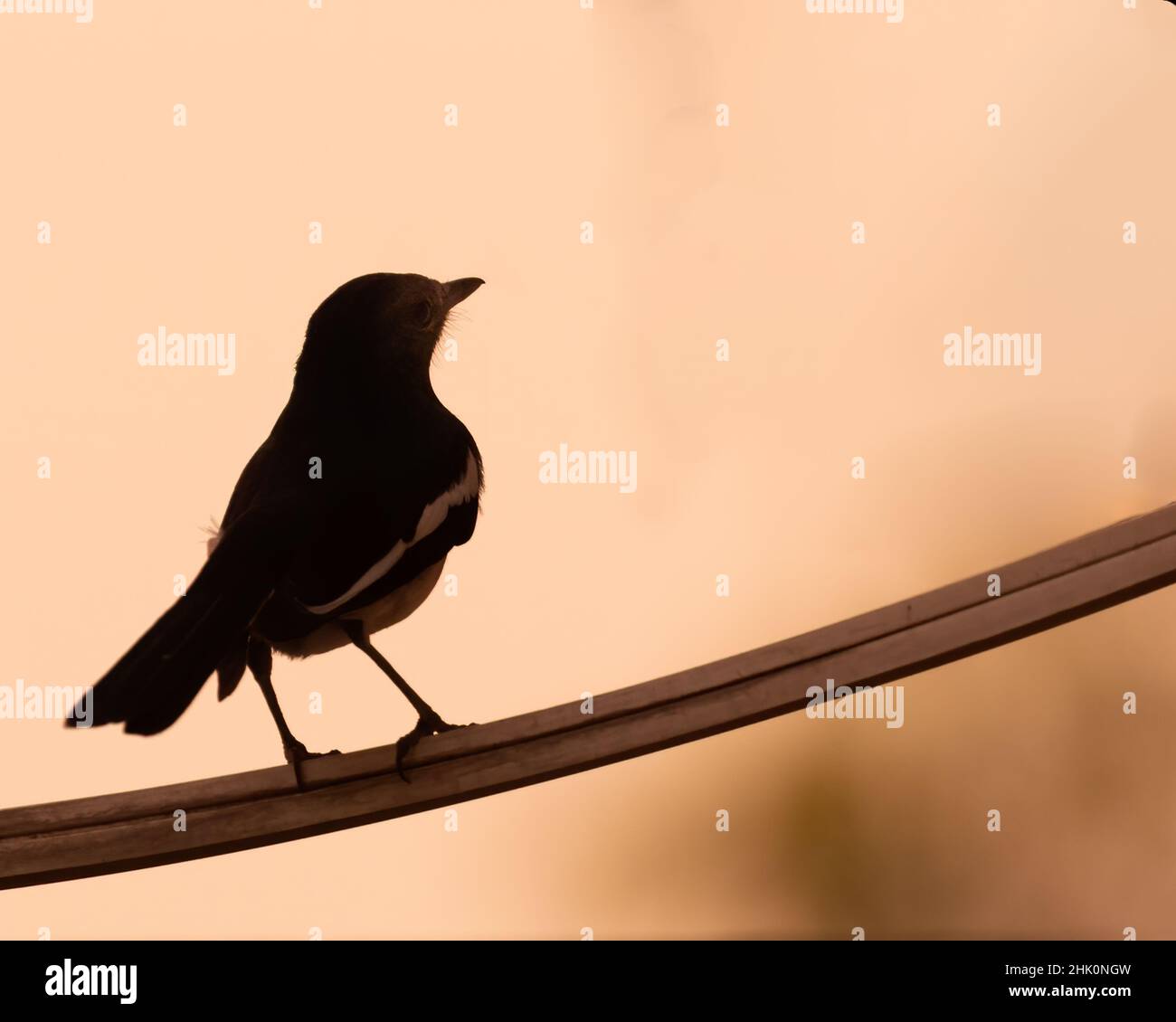 Oriental Magpie female against light in evening Stock Photo - Alamy