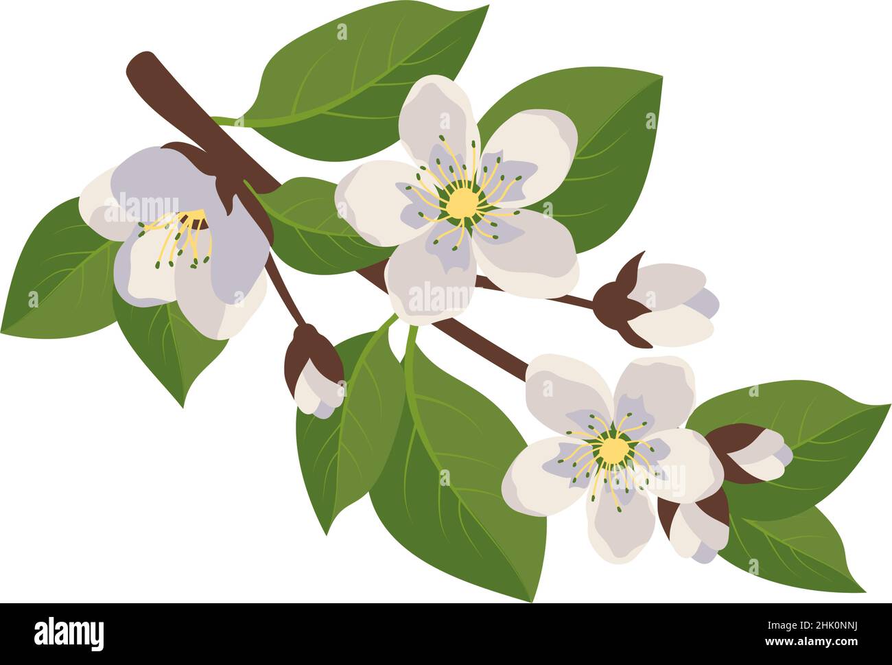 Pear tree buds Stock Vector Images - Alamy