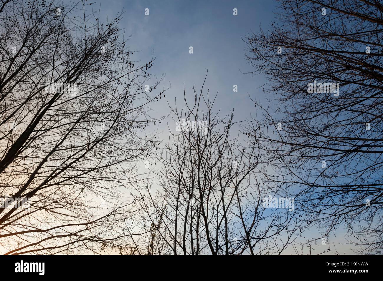 Silhouette of tree branches backlit against a blue sky with white ...