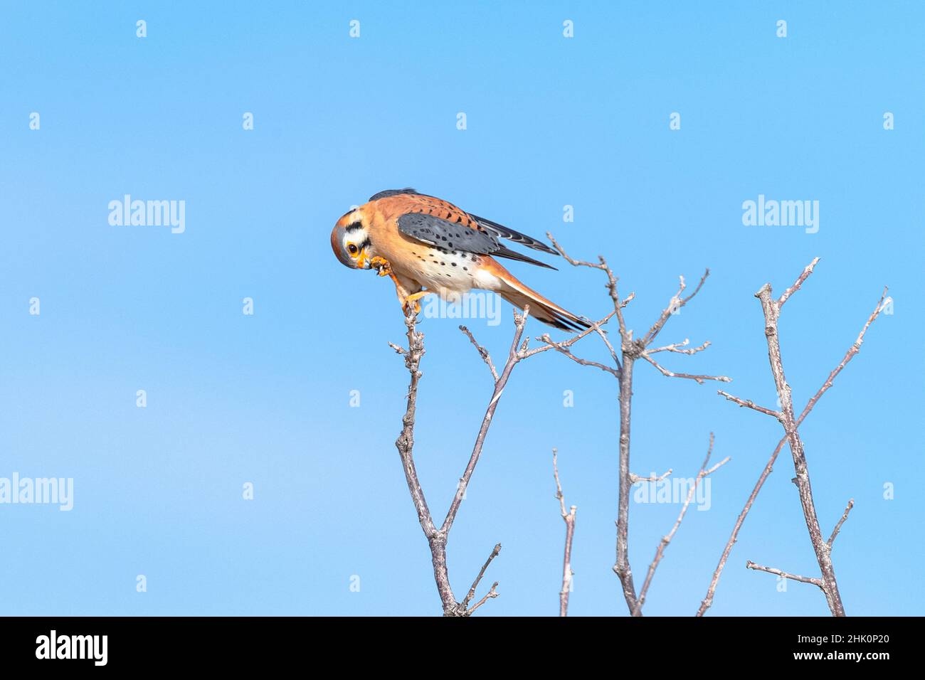 Insect eating bird hi-res stock photography and images - Alamy