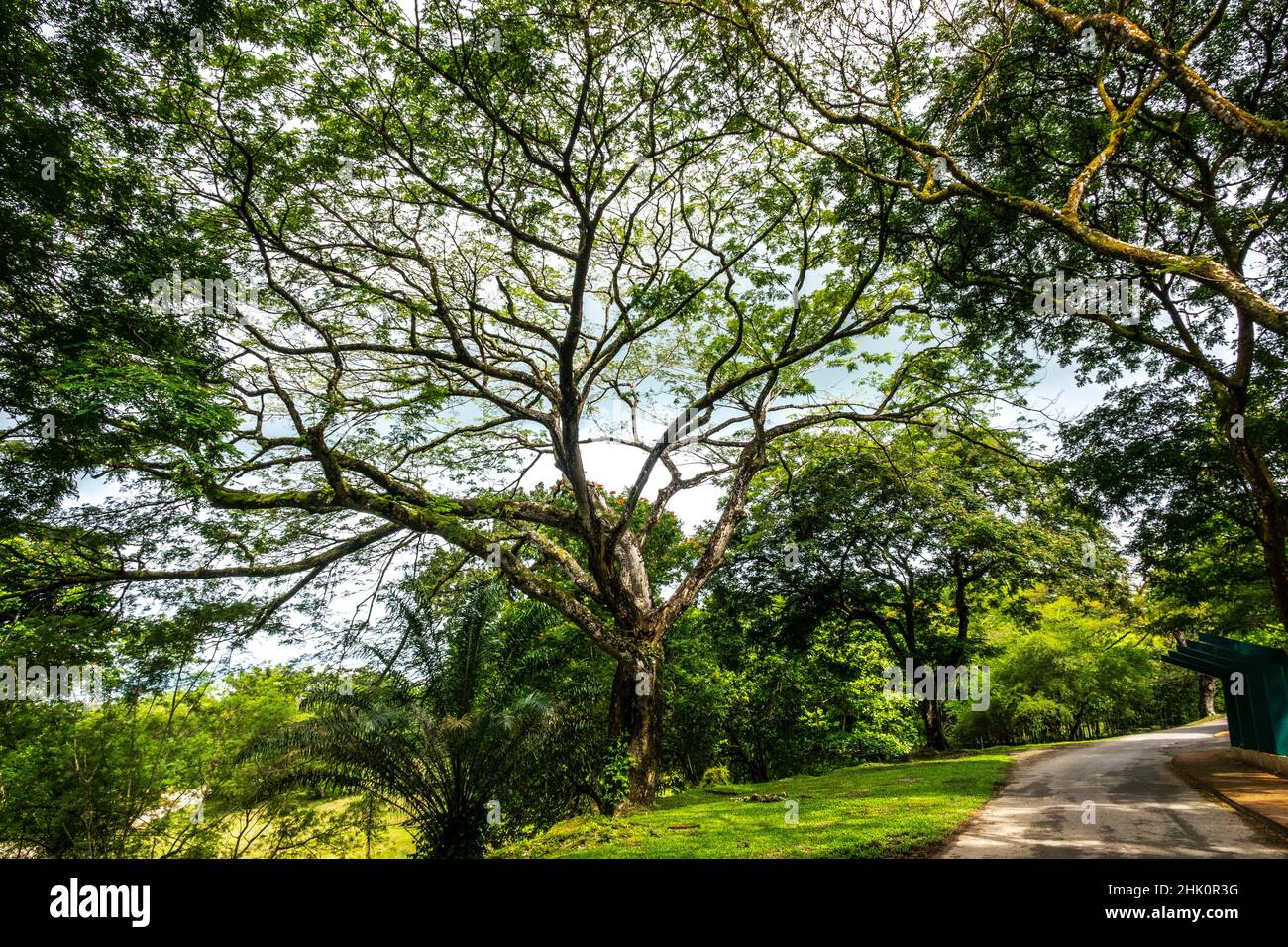 Open orchid cactus hi-res stock photography and images - Alamy