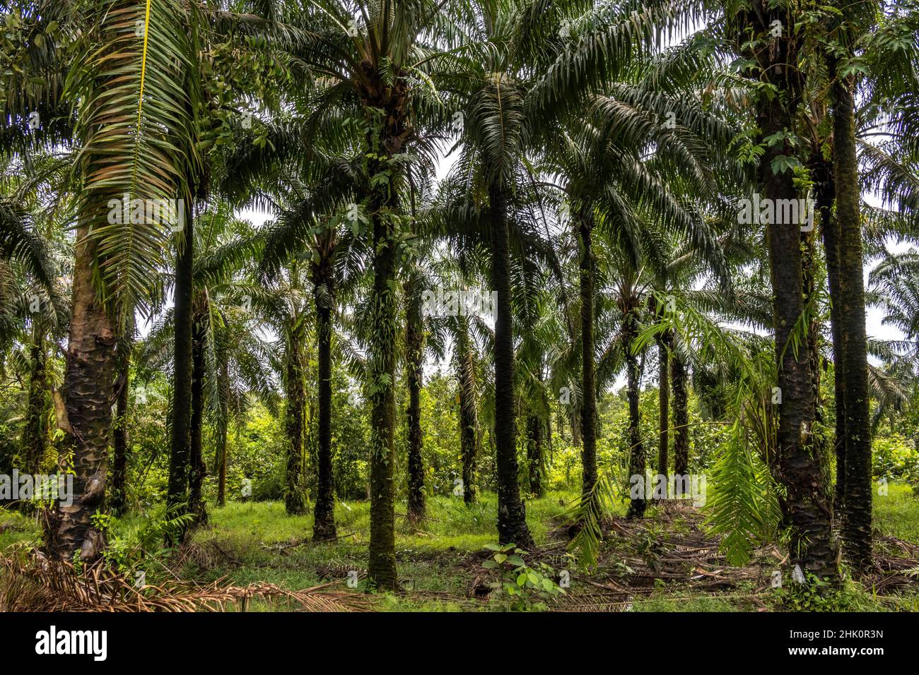 Oil palm trees hi-res stock photography and images - Alamy