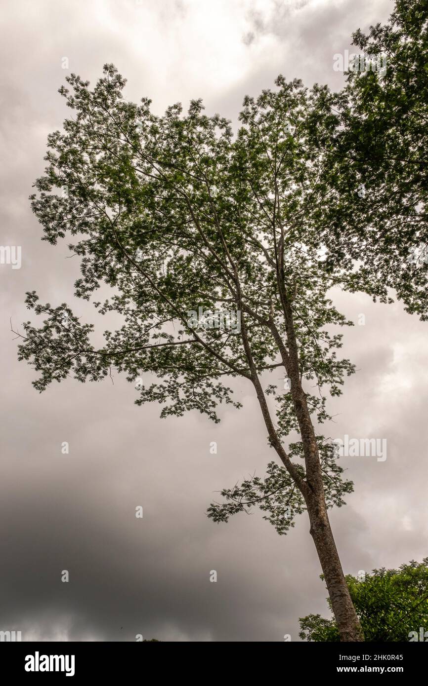 Sarawak borneo malaysia oil palm hi-res stock photography and images ...