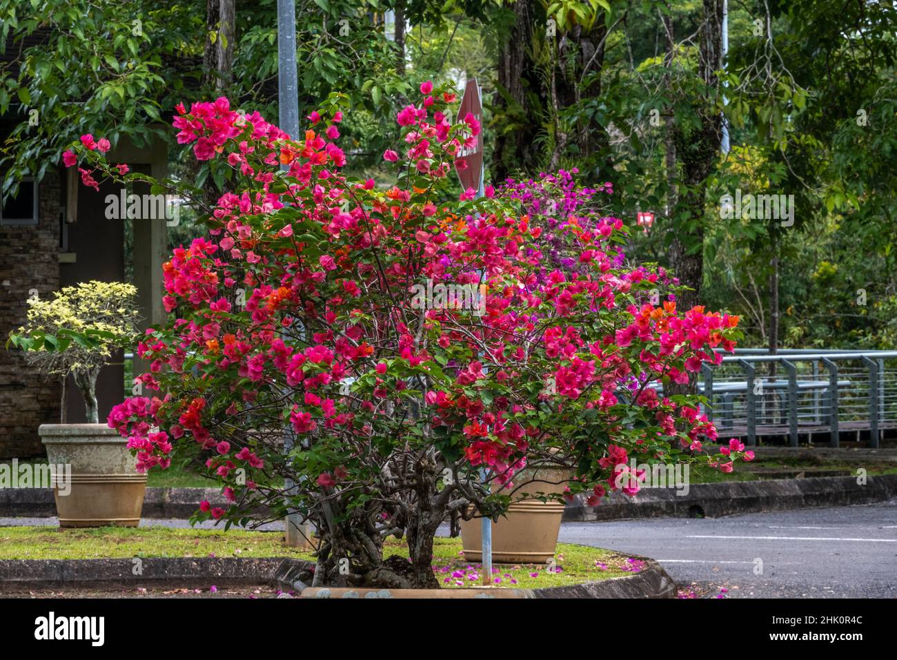 Open orchid cactus hi-res stock photography and images - Alamy