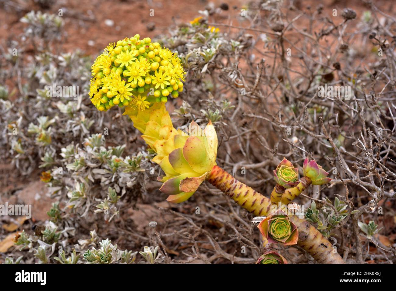 Aeonium close up hi-res stock photography and images - Alamy