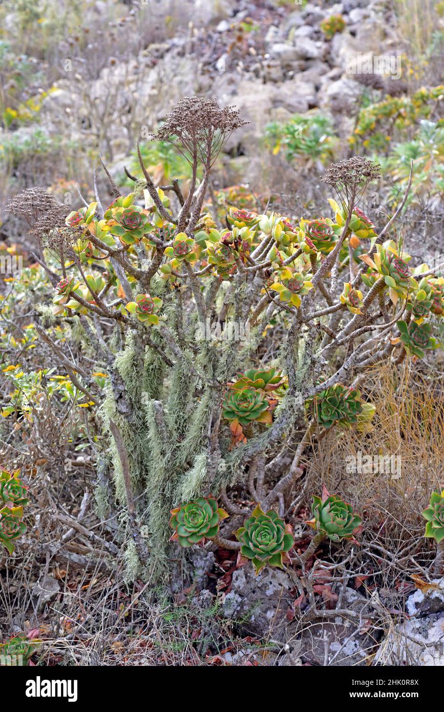 Lanzarote a fuerteventura hi-res stock photography and images - Alamy