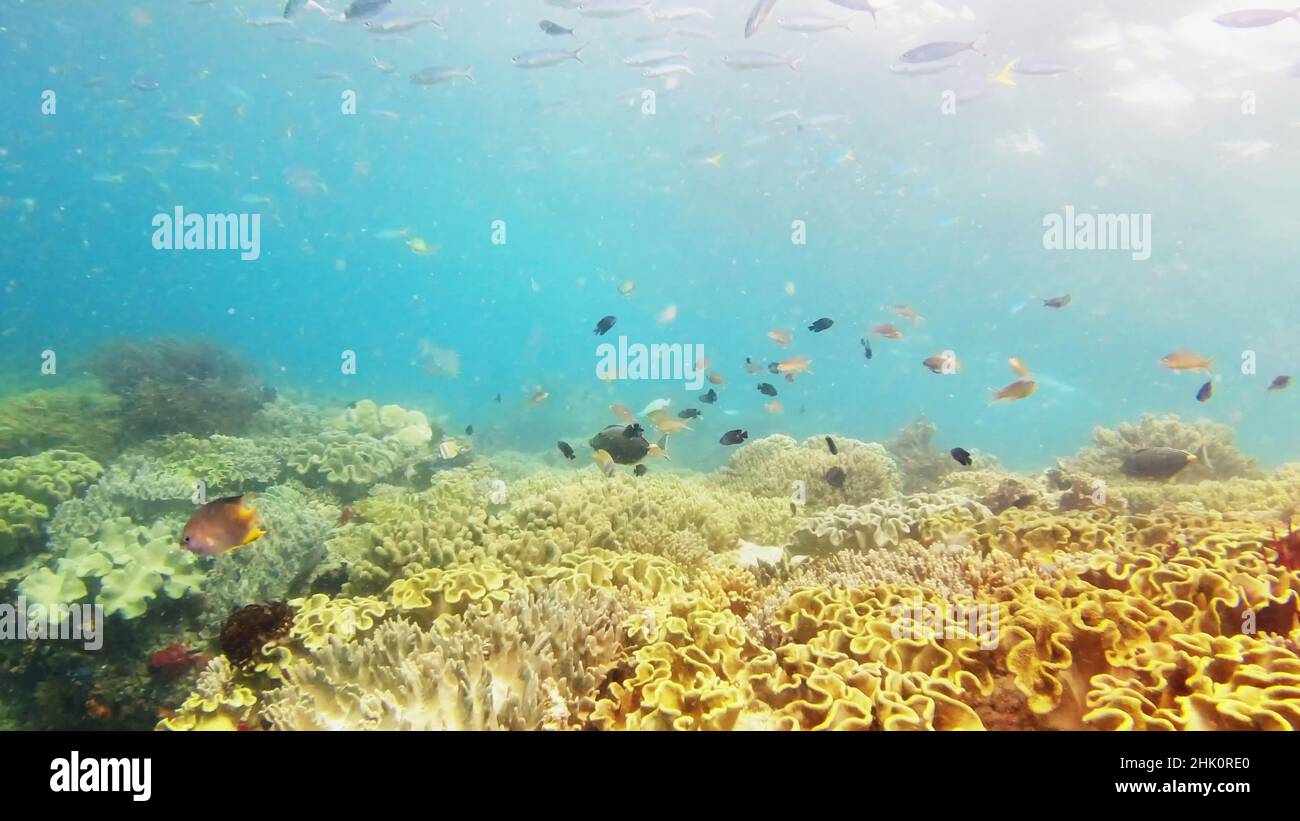 Busy coral reef colorful fish hi-res stock photography and images - Alamy