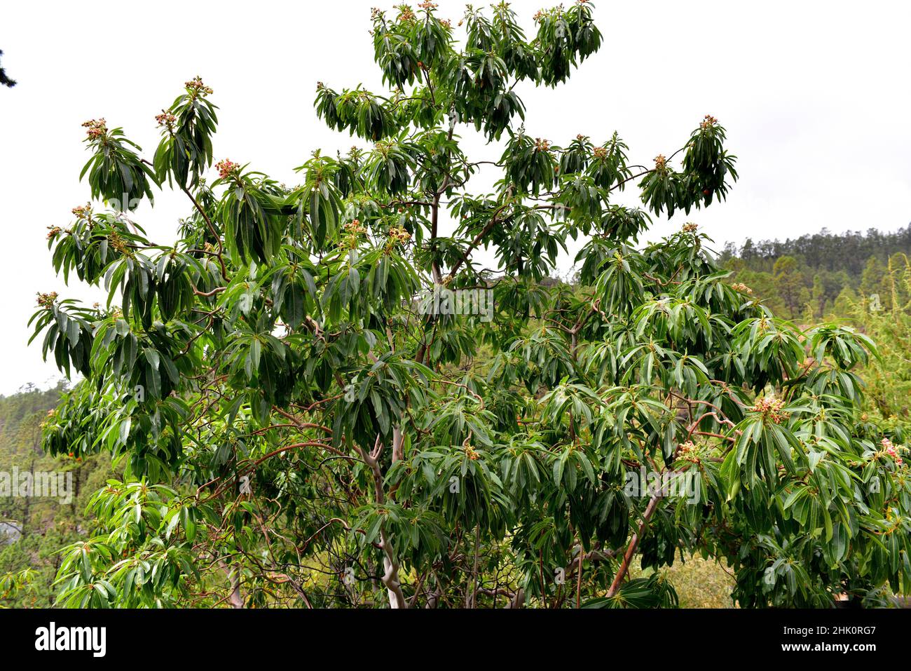 Madroño de madroño hi-res stock photography and images - Alamy