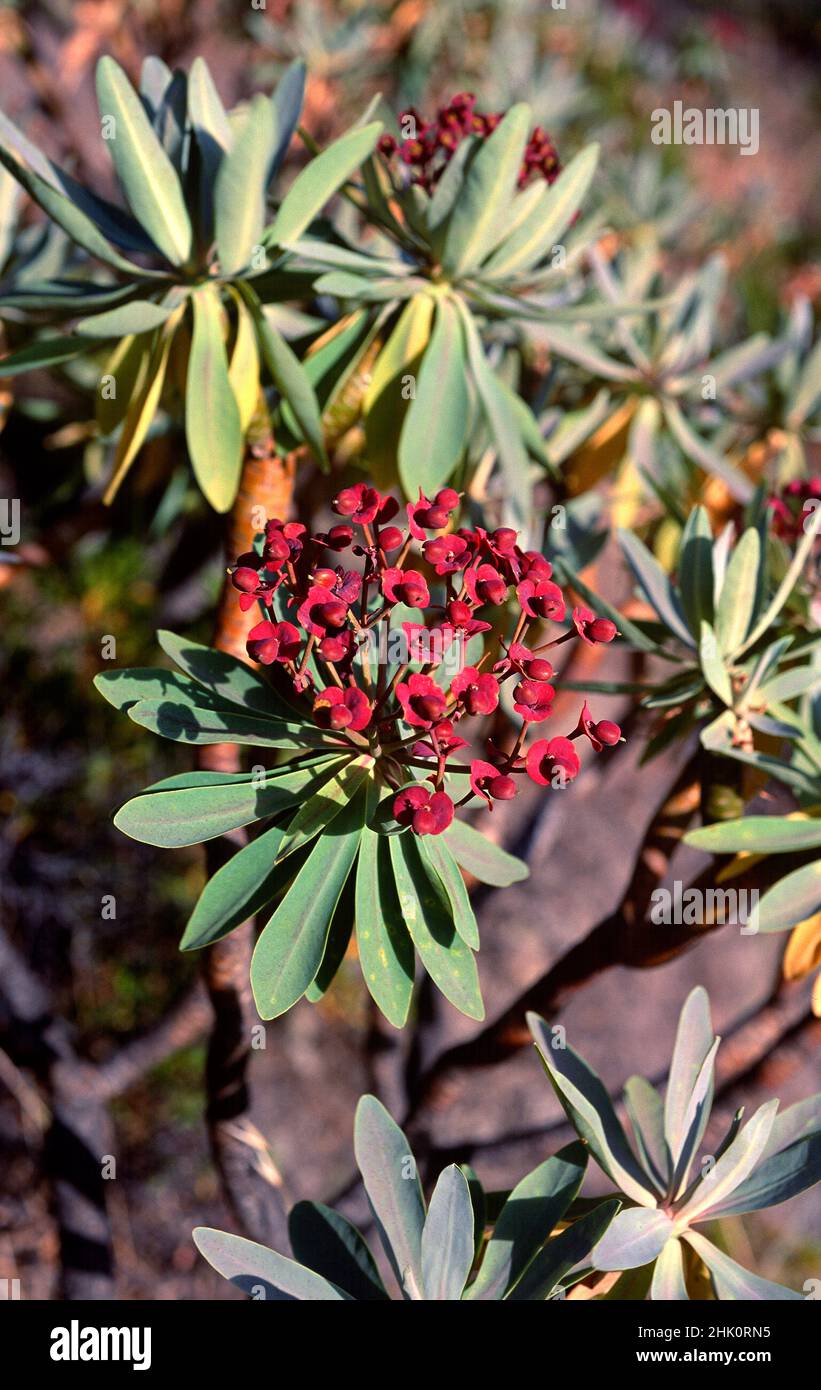 Tabaiba majorera hi-res stock photography and images - Alamy