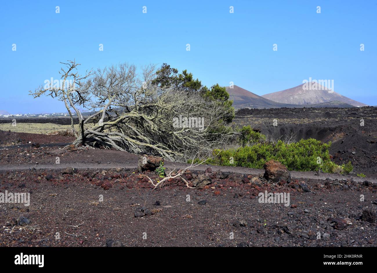 Red wattle tree hi-res stock photography and images - Alamy