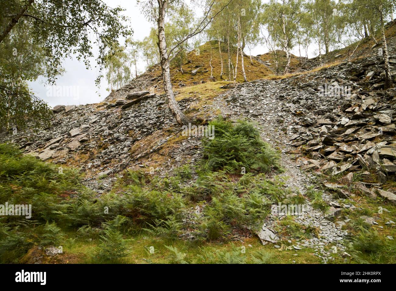 spoil heaps from disused slate quarry in elterwater lake district ...