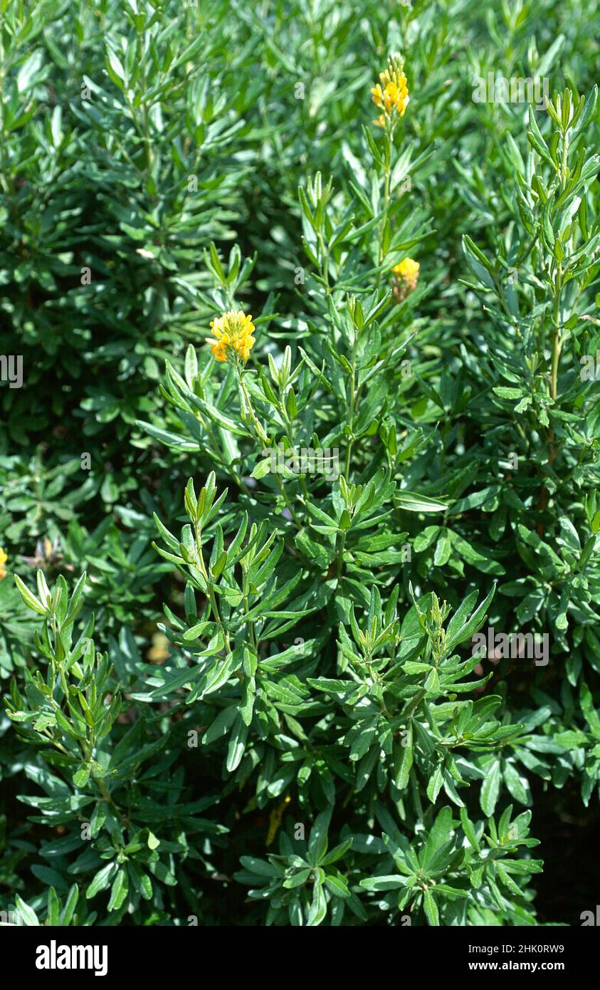 Needle flower hi-res stock photography and images - Alamy