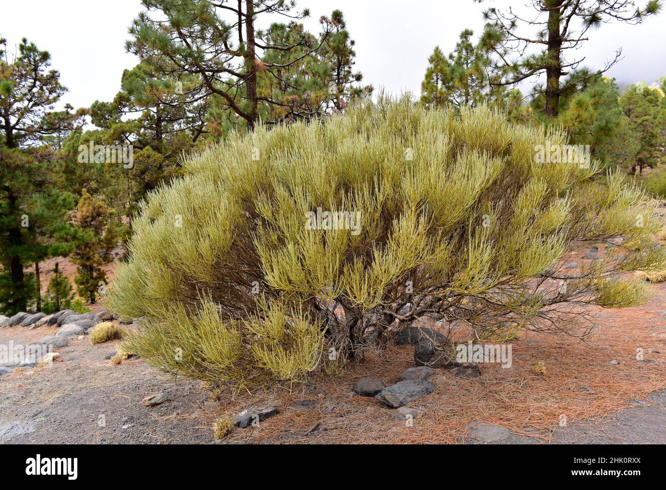 Spartocytisus supranubius hi-res stock photography and images - Alamy