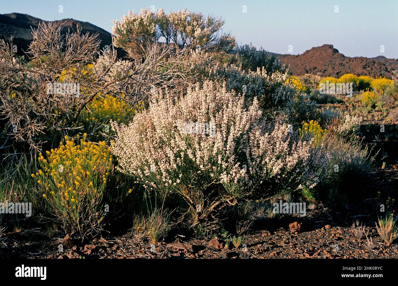 Spartocytisus supranubius hi-res stock photography and images - Alamy