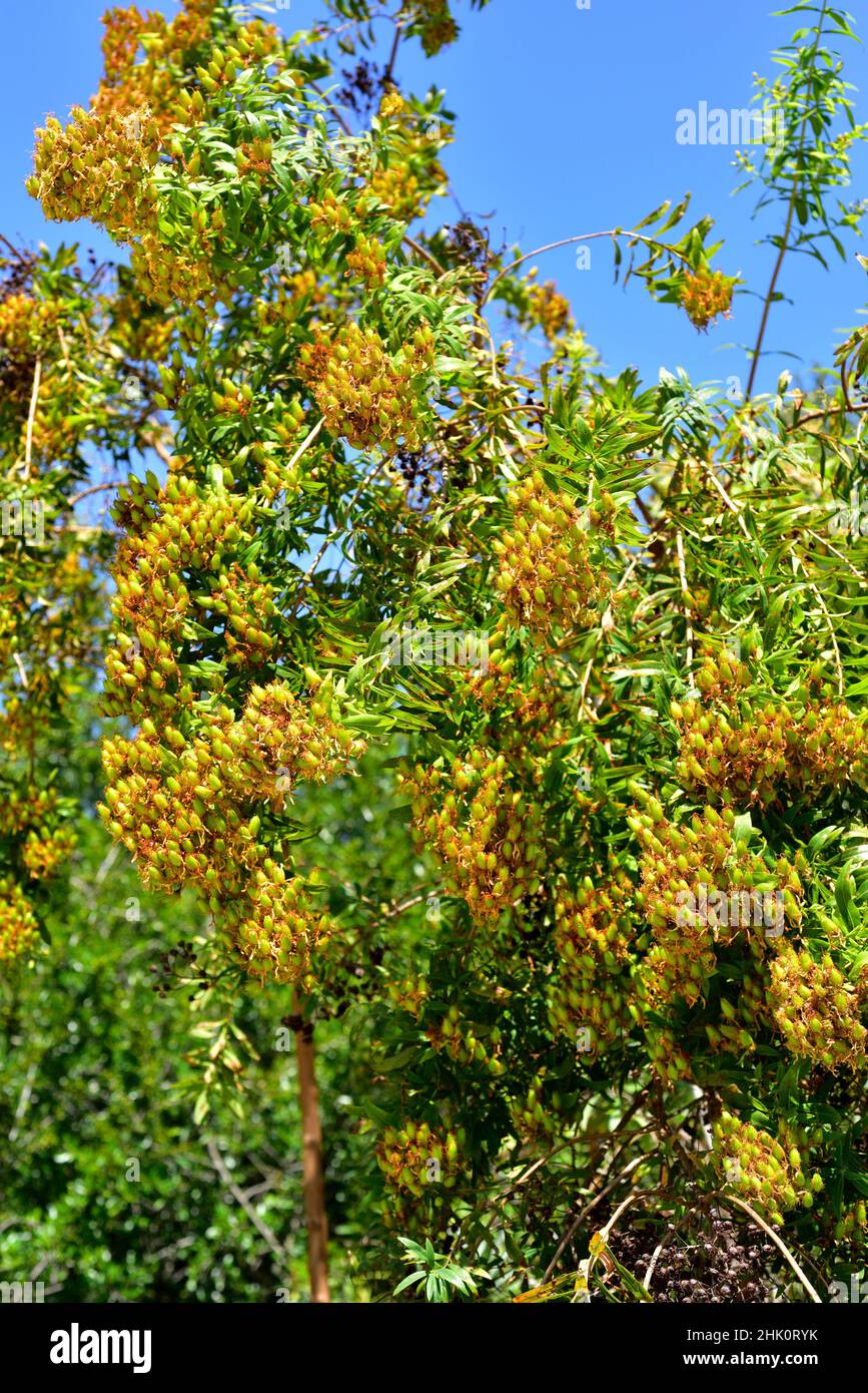 Hypericum Canariense High Resolution Stock Photography and Images - Alamy