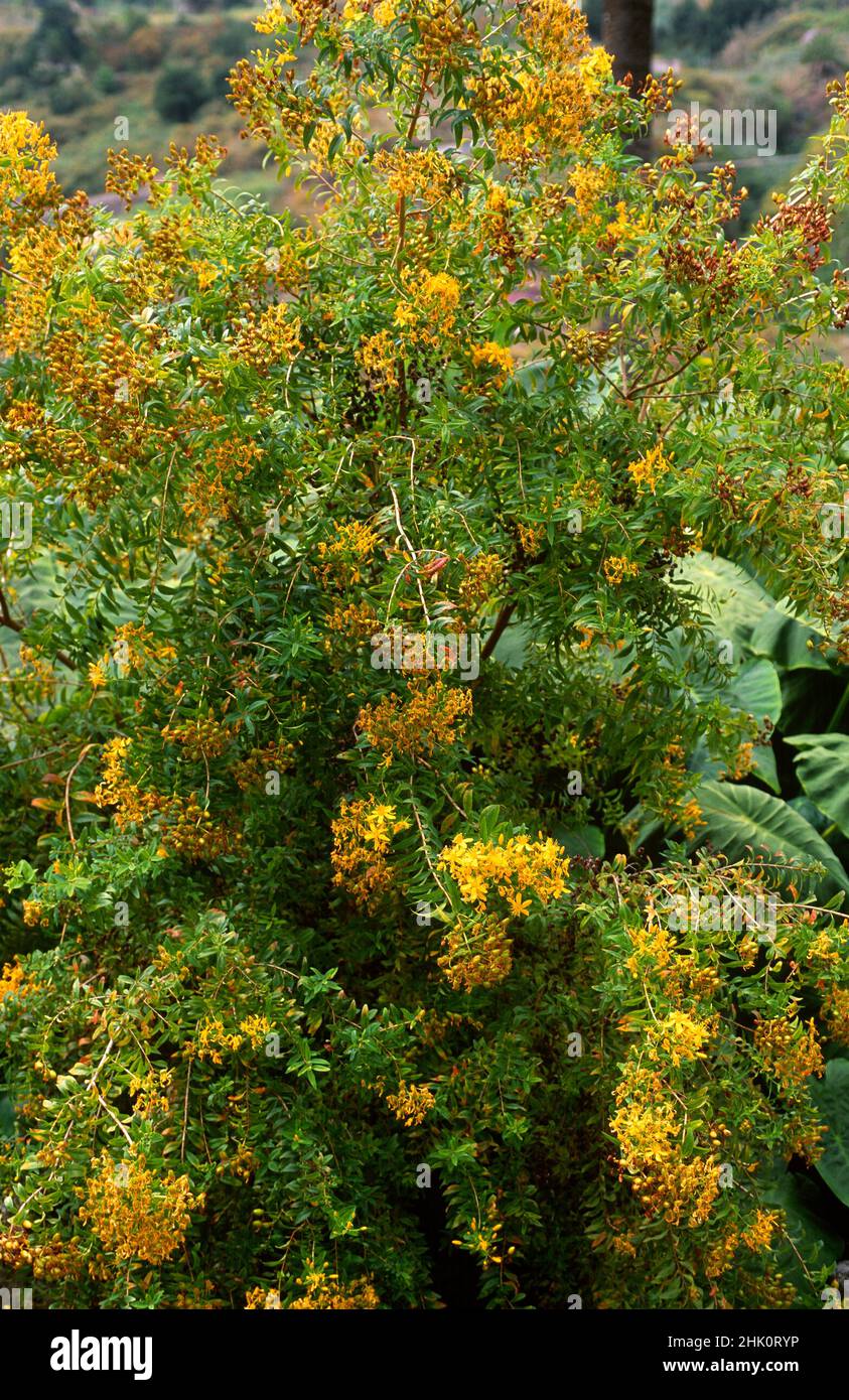Hypericum Canariense High Resolution Stock Photography and Images - Alamy