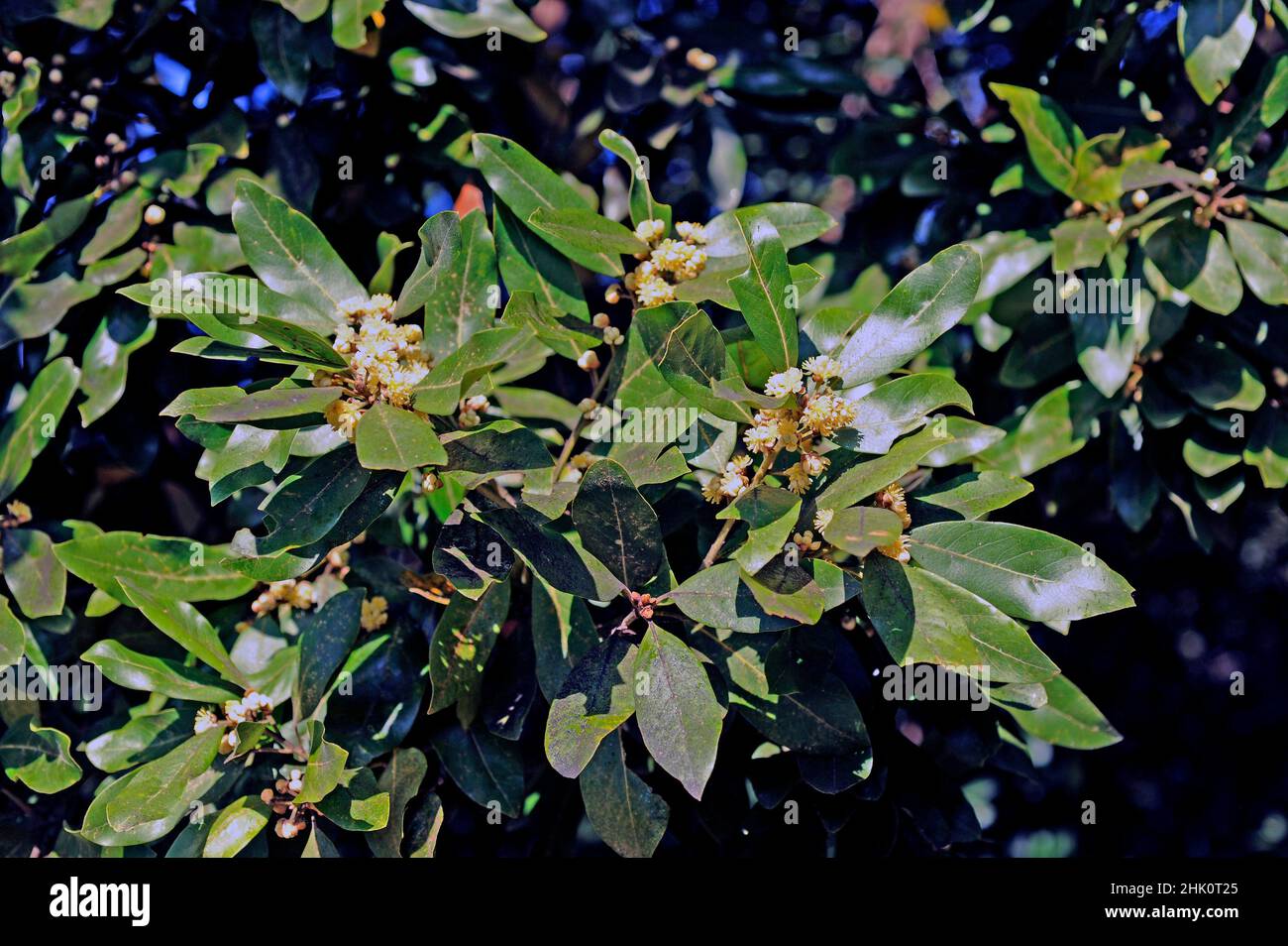 Loro hi-res stock photography and images - Alamy