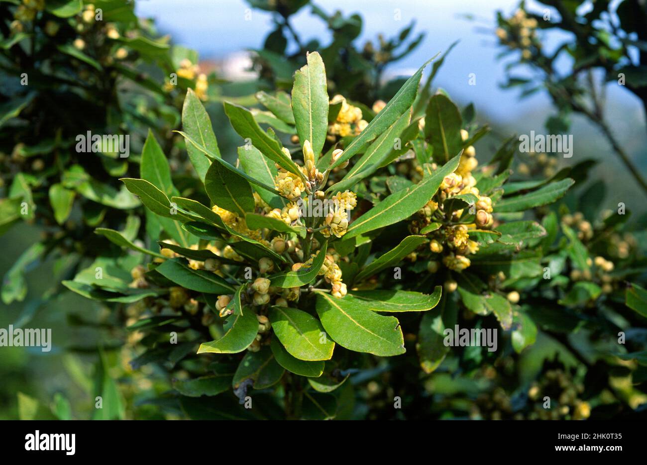 Loro hi-res stock photography and images - Alamy